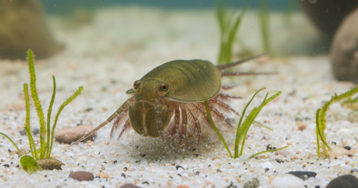 Triops Care for Beginners: Easy Triops Tank Setup Guide 2026